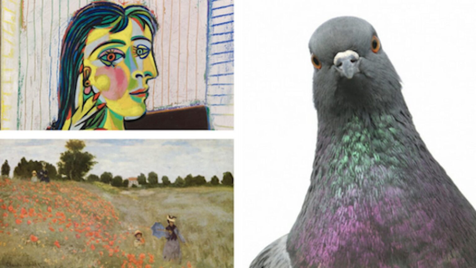 Picasso, Monet And Pigeons - An Unlikely Trio | DailyArt Magazine