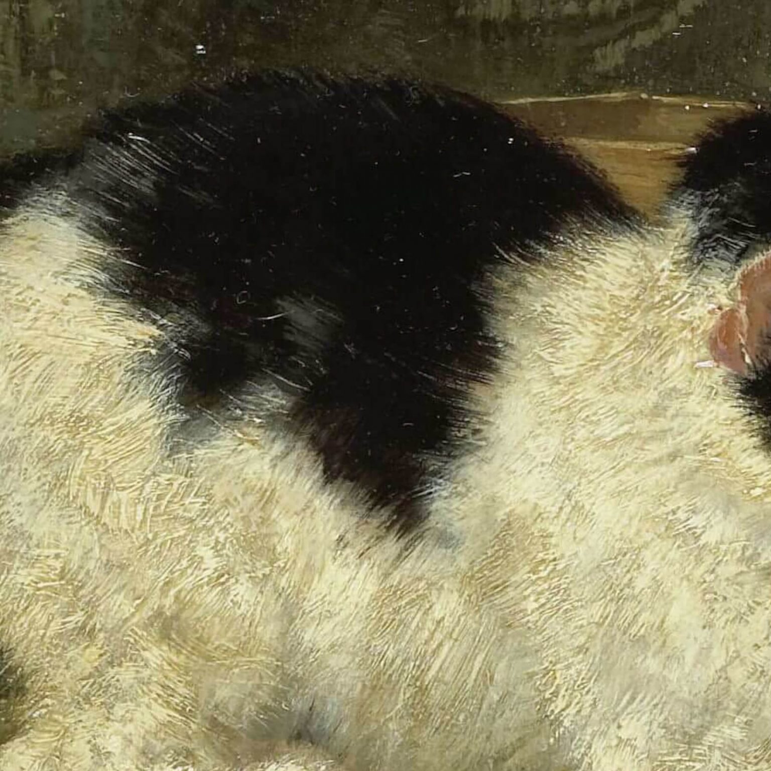 Cat at Play by Henriëtte Ronner-Knip | DailyArt Magazine