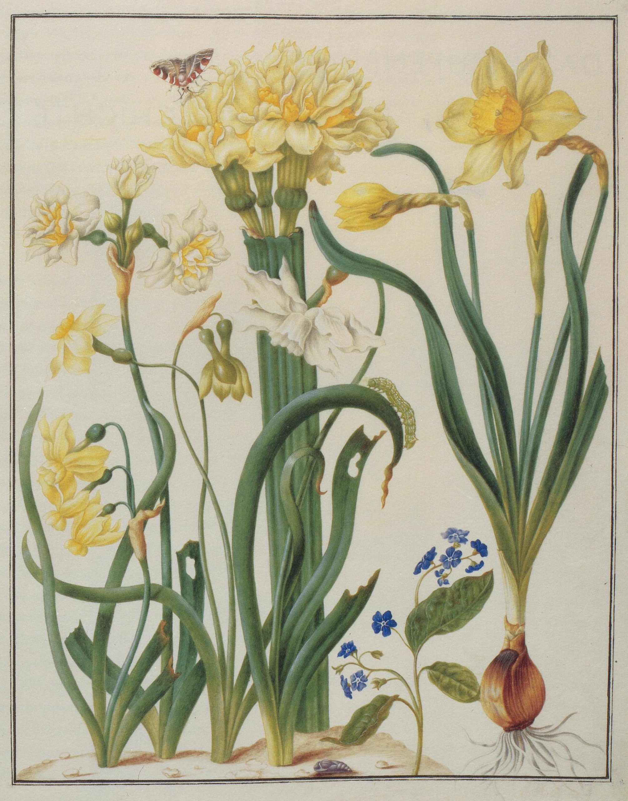 Maria Sibylla Merian: A Revolutionary Scientist | DailyArt Magazine