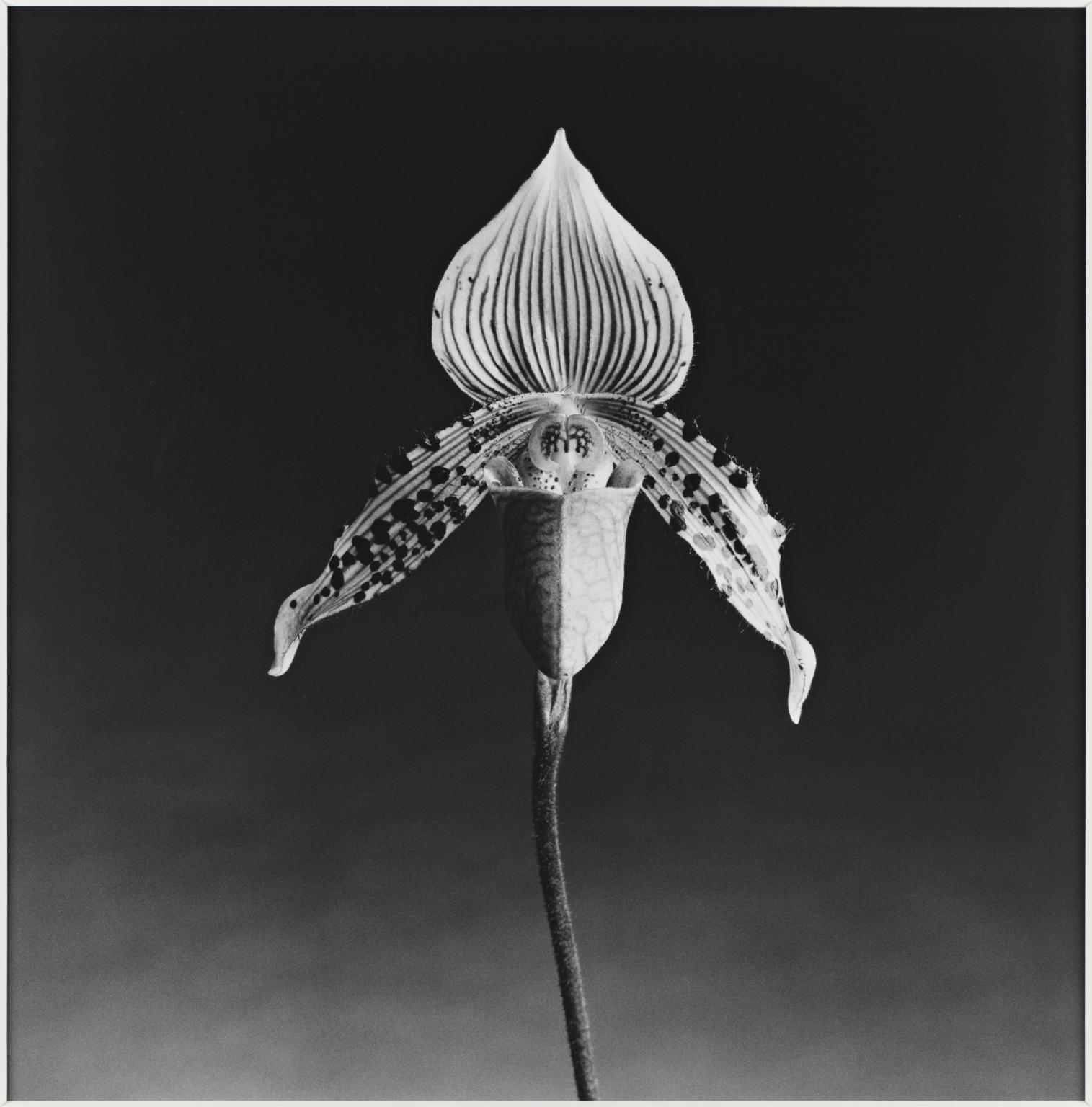 Powerful or Problematic? Robert Mapplethorpe's Photographs | DailyArt ...