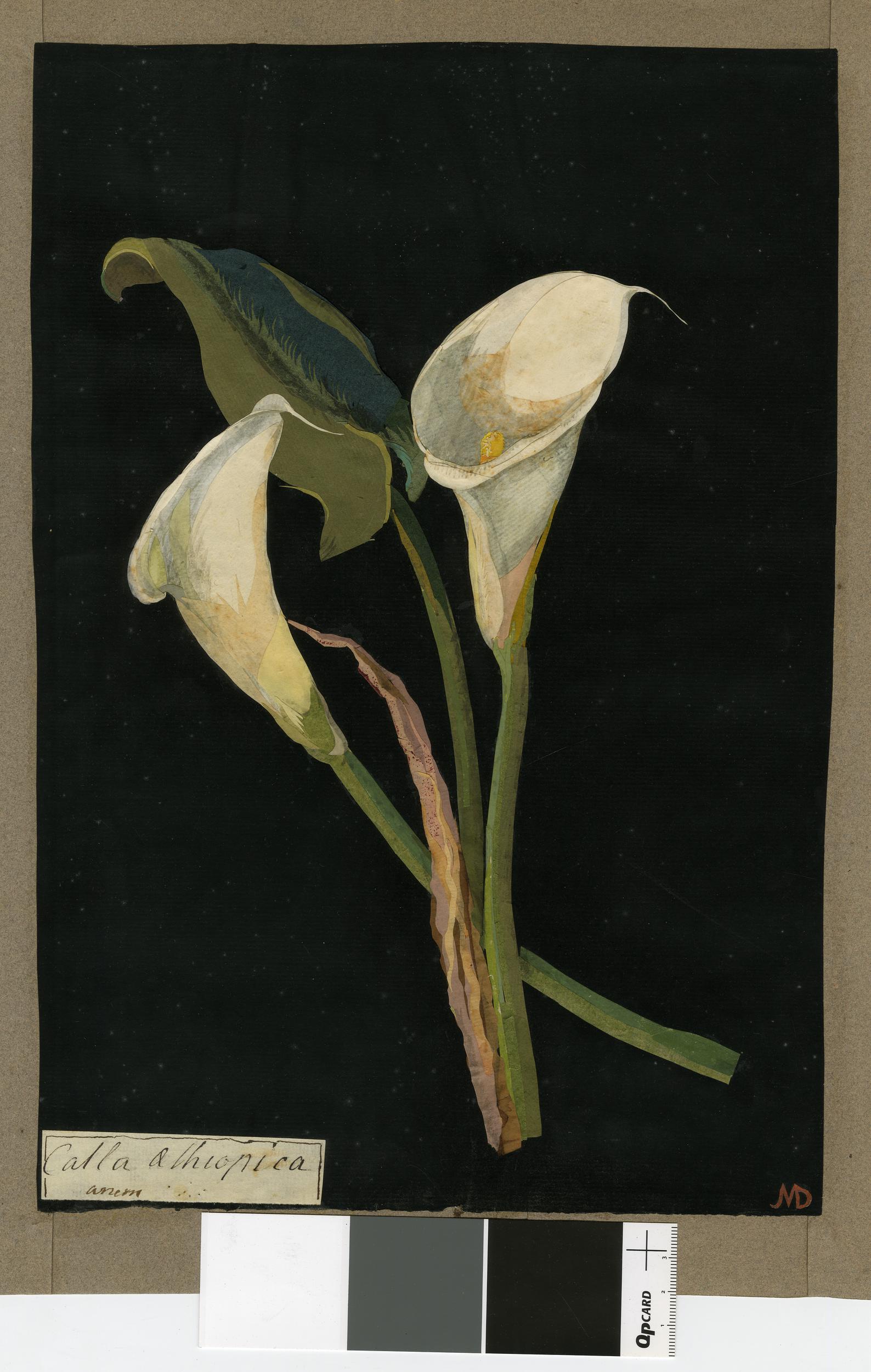 Mary Delany's Flower Collages | DailyArt Magazine