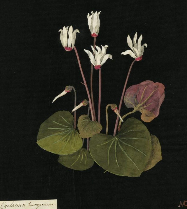 Mary Delany's Flower Collages | DailyArt Magazine