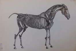 Masterpiece Story: Whistlejacket by George Stubbs | DailyArt Magazine