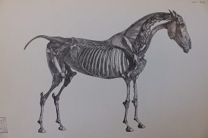 Masterpiece Story: Whistlejacket by George Stubbs | DailyArt Magazine