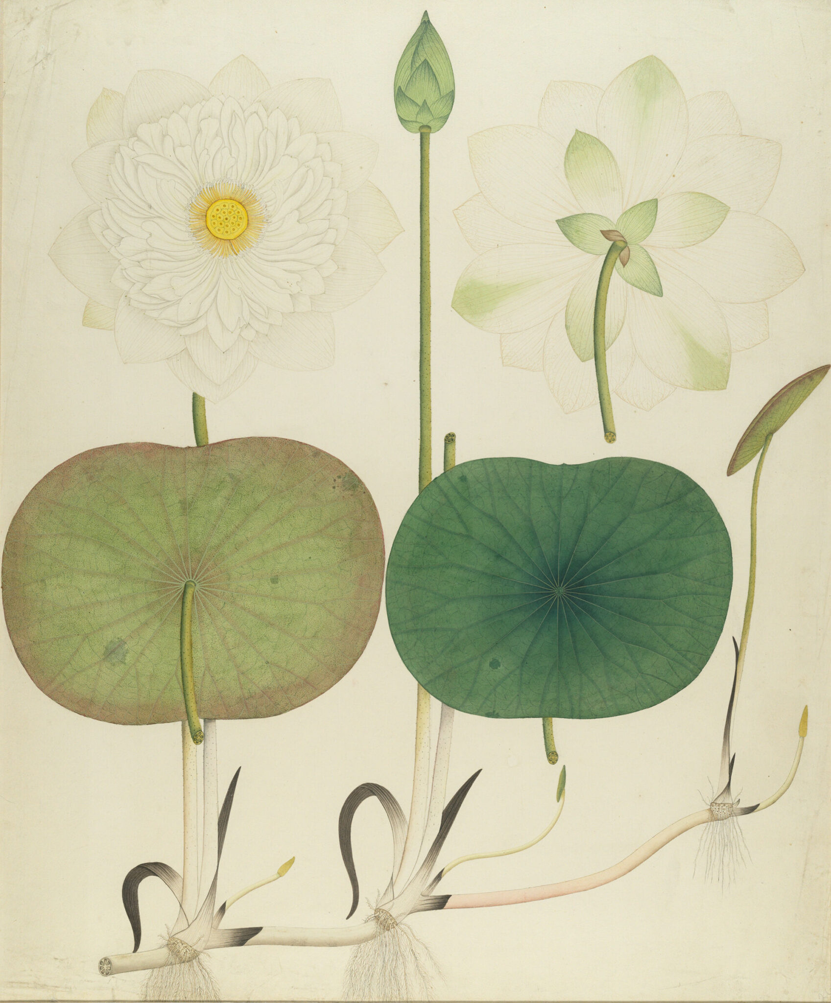 Lotus in Art: Timeless Symbol in Hindu Iconography | DailyArt Magazine