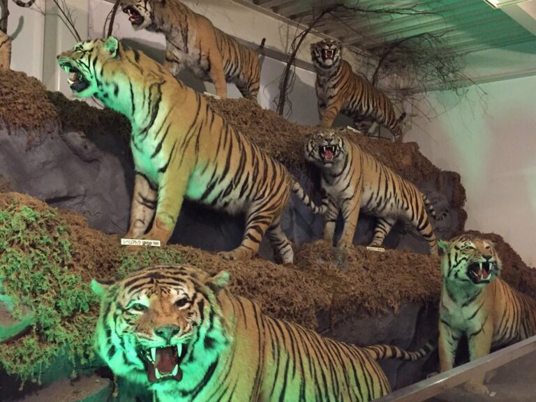 The Best Cat Museums Around the World: A Complete Guide